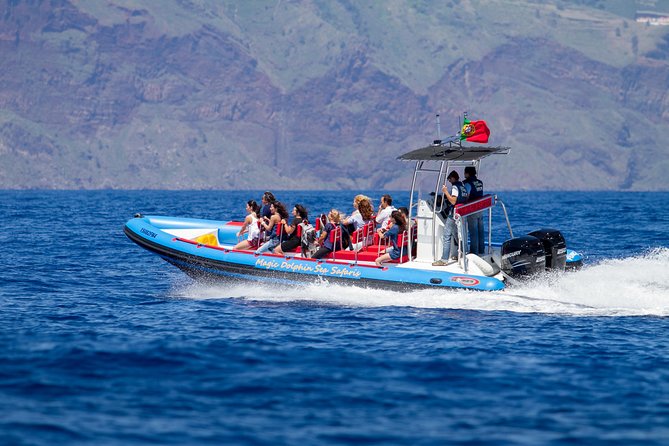 Dolphin - Whale - Turtle - Bird Watching - An In-Depth Look at the Experience