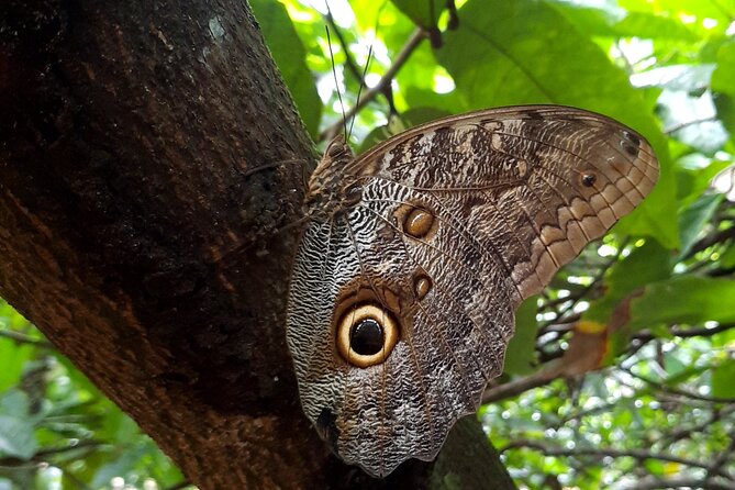 Don Olivo Chocolate Tour - An In-Depth Look at the Tour Experience