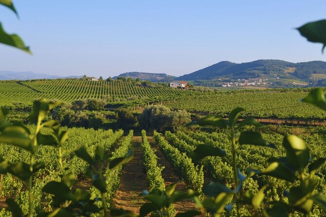 Douro Three Winery Small Group Tour with Lunch and Tastings - Final Thoughts