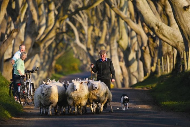 Dublin to Dunluce Castle, Giant's Causeway, Dark Hedges & Belfast - Analyzing the Experience: What You Can Expect