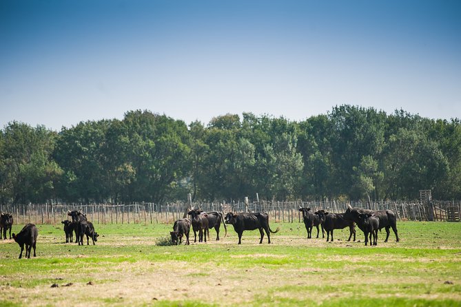 Electric bike excursion in Camargue - The Allure of the Camargue by Bike