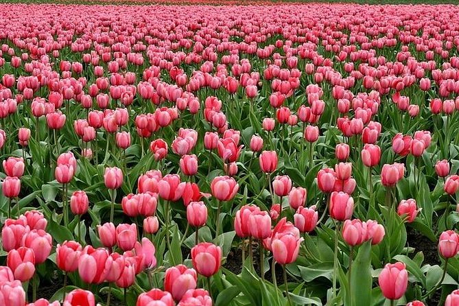 Enjoy the tulip fields by bicycle with a local guide! Tulip bike tour! - A Closer Look at the Lisse Tulip Bike Tour