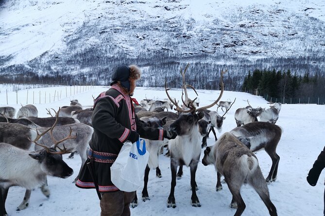 Exclusive Reindeers Experience in small groups, Tromso - An In-Depth Look at the Reindeer Experience in Tromso