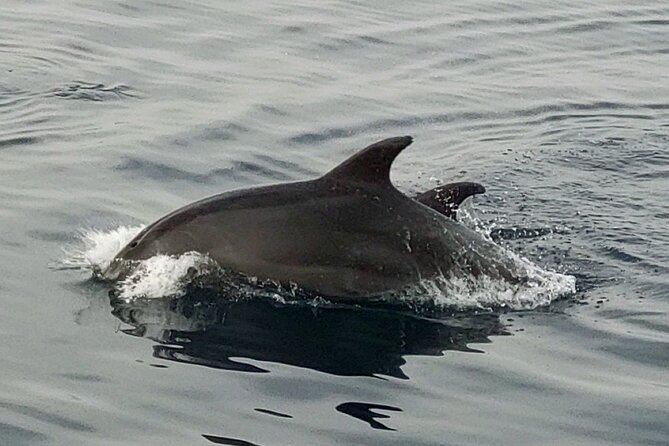 Fantastic DOLPHIN & SUNSET TOUR with dinner (Pula - NP BRIJUNI) - Key Points