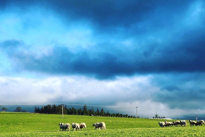 Farm Attraction - Highland Cows, Animal Feeding, Wholesome fun! - The Review Highlights