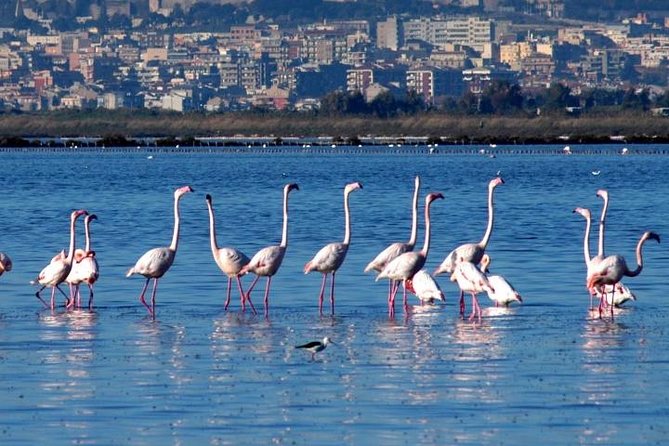 Flamingos Sightseeing Segway Tour - Why Choose the Flamingos Sightseeing Segway Tour?