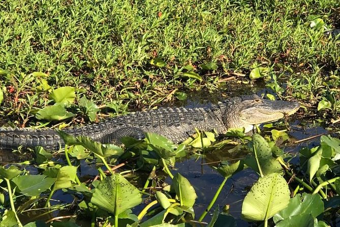 Florida Everglades Airboat Tour and Wild Florida Admission with Optional Lunch - An In-Depth Look at the Wild Florida Experience