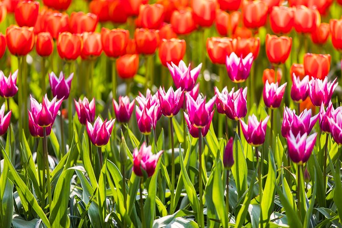 From Amsterdam: Keukenhof Gardens Ticket and Transfer - Additional Options: Canal Cruise and More