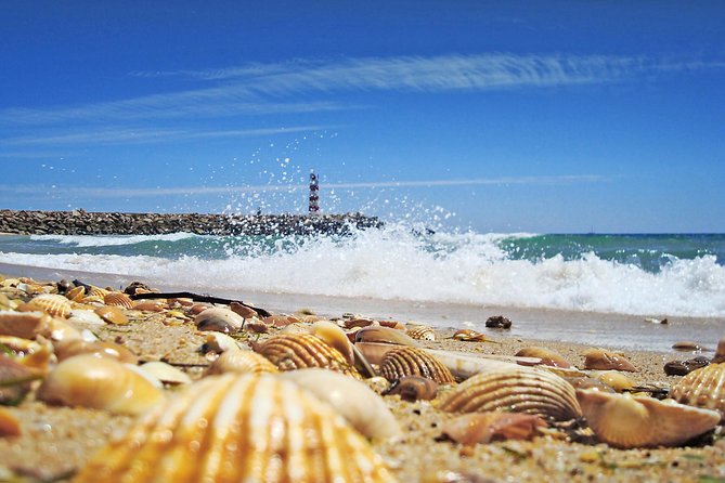 From Faro: Ria Formosa Eco Tour guided by Marine Biologist - A Closer Look at the Faro Ria Formosa Eco Tour