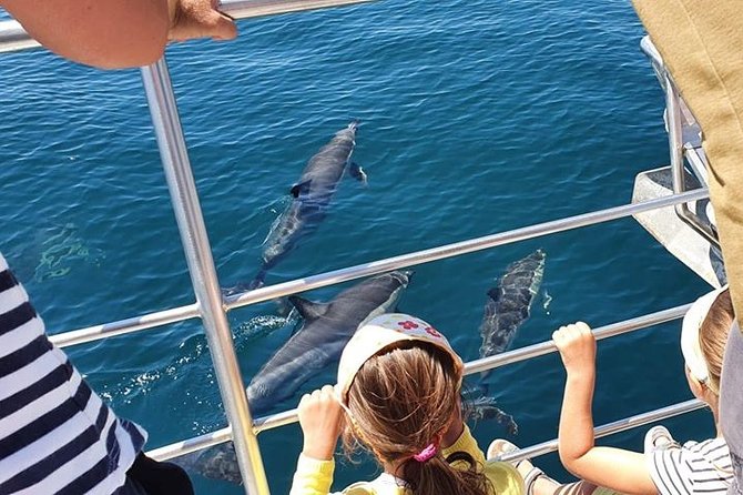 From Lagos: Dolphin Watching Cruise on a Catamaran - What You’re Booking and What to Expect