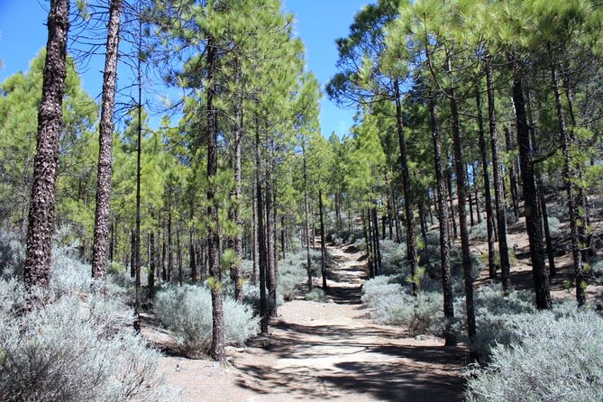 Full day Hiking Gran Canaria Peaks of Gran Canaria - The Itinerary in Detail: What You Can Expect