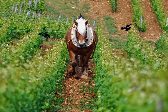 Full-Day Private Tour, 6 Premiers & Grands Crus, The Best of Burgundy - What to Expect from This Full-Day Burgundy Tour