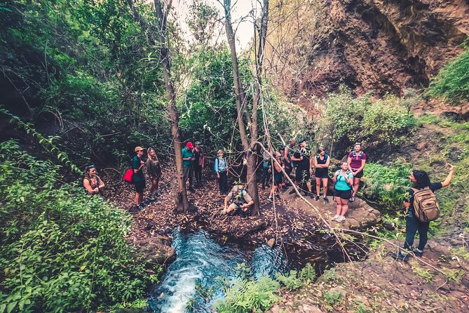 Full Day Rainforest Tour with Tasting and Swimming Time - An Authentic Day in Gran Canaria’s Green Spotlight