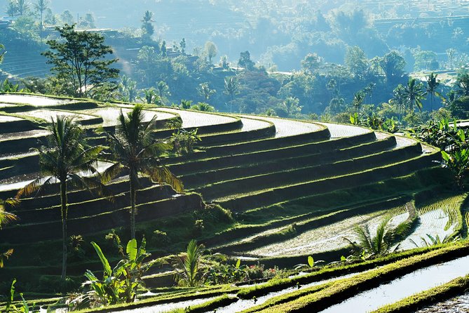 Full-Day Tour to Water Temples and UNESCO Rice Terraces in Bali - An In-Depth Look at the Bali Water Temples and Rice Terraces Tour