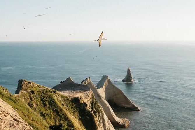 Gannet Safaris Overland tour to Cape Kidnappers Gannet Colony - An In-Depth Look at the Tour Itinerary and Experience