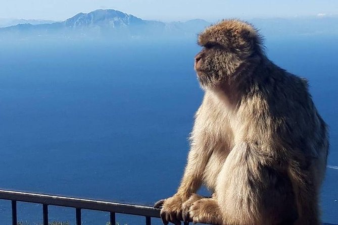 Gibraltar Sightseeing : Classic Rock Tour plus World War 2 Tunnels (Private) - An In-Depth Look at the Gibraltar Private Tour