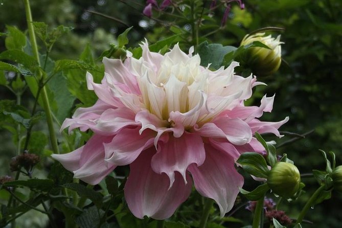 Giverny Monet's House Gardens Small-Group with Hotel* Pickup - The Experience in Detail
