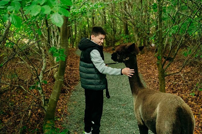 Guided Scenic Alpaca Trekking Experience Northern Ireland - What Makes This Tour Stand Out?