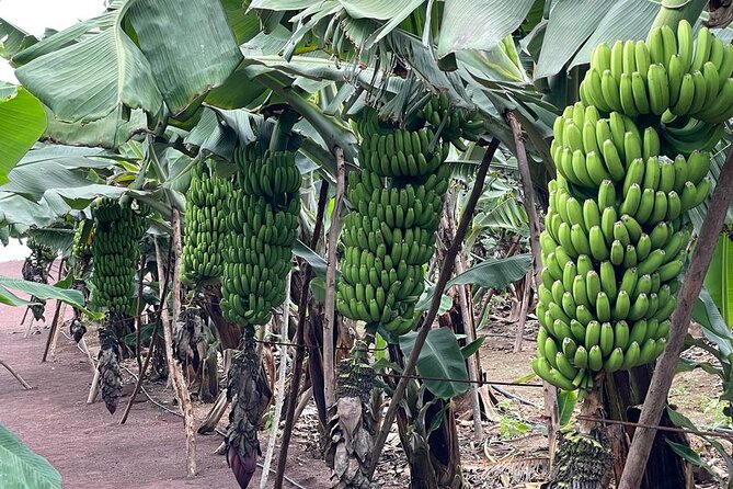 Guided tour of the Banana World - What to Expect from the Tour