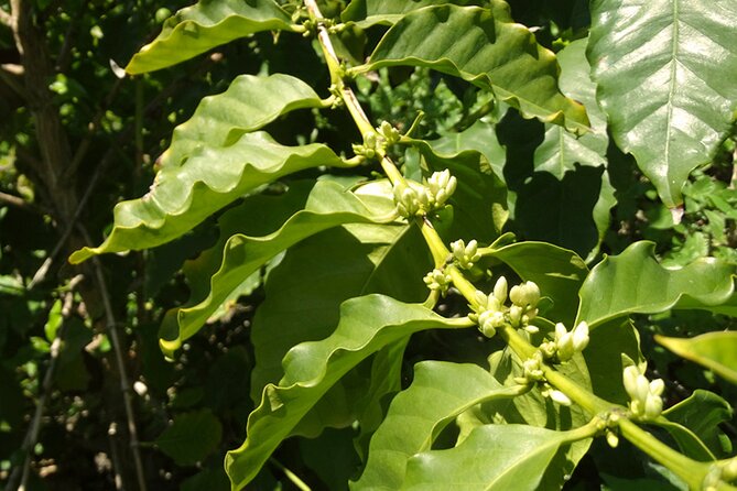 Guided Tour to the only coffee farm in Europe - An Authentic Look at Europe’s Only Coffee Farm
