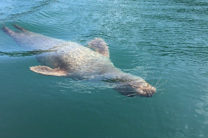 Guided Wildlife and Sea Cave Kayak Safari in English Riviera - Explore the Devon Coast from a Different Perspective