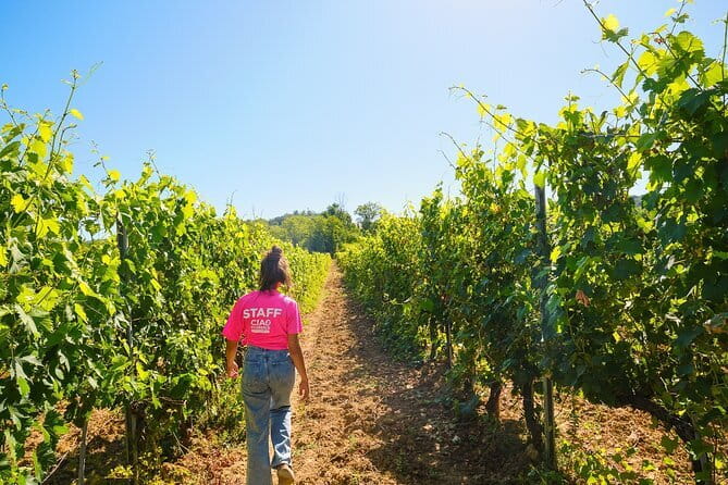 Half day Chianti Vineyard Escape from Florence with Wine Tastings - Key Points