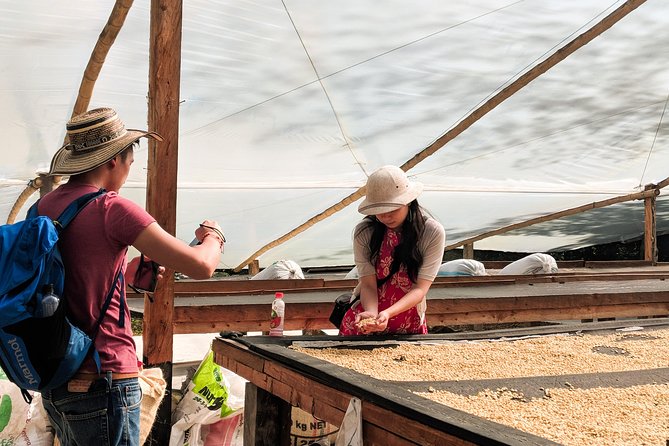 Half-Day Coffee Tour: From the Seed to the Cup, Farm & roastery - Transportation, Duration, and Value