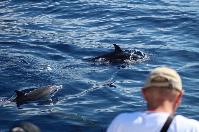 Half Day Madeira Island Cruise with Lunch - The Experience in Perspective