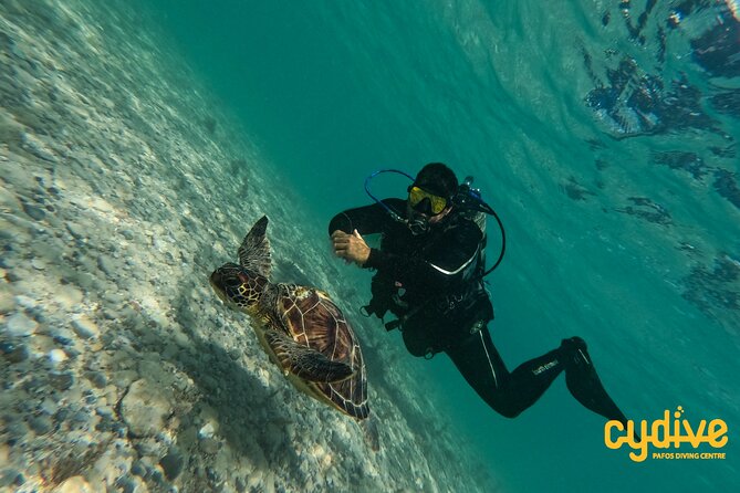 Half-Day Scuba Diving Tour - Discover Scuba Diving! - Key Points