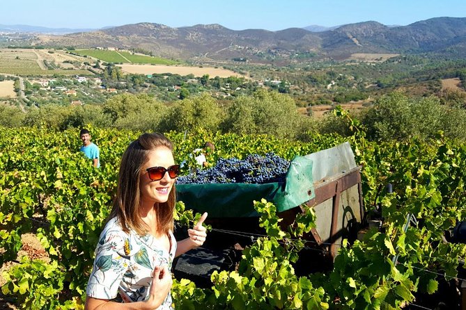 Half-Day Small-Group Wine Experience with Wine Expert from Cagliari - An Authentic Taste of Sardinian Wine and Culture