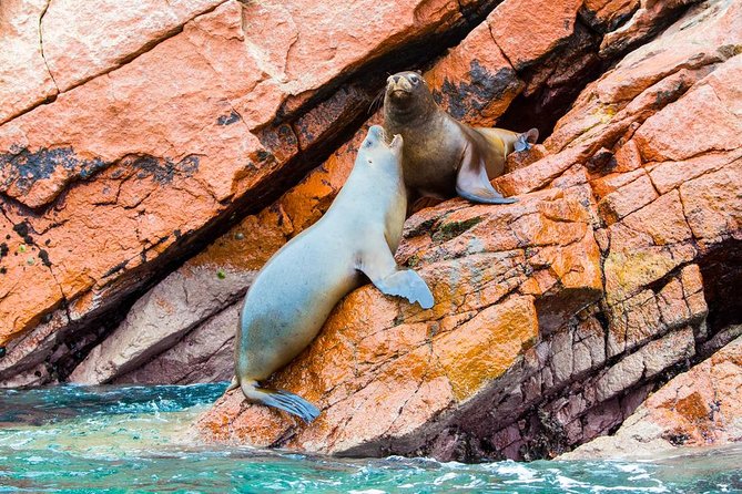 Huacachina Oasis & Mini-Galapagos! Most reviewed company in Peru! - An Honest Dive into the Experience