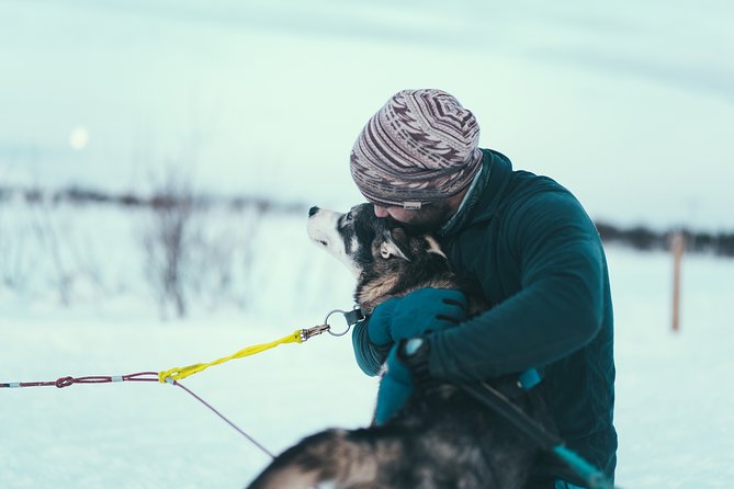 Husky Sledding Self-Drive Adventure in Tromso - An In-Depth Look at the Tromsø Husky Sledding Experience