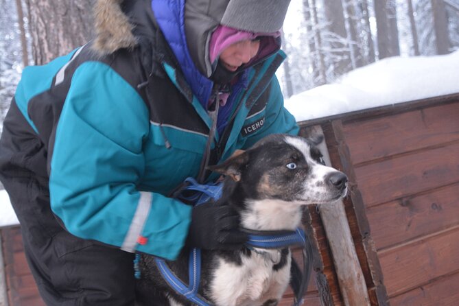 Husky Tour Sit and Drive Combo Tour from Kiruna - The Scenic Journey & The Huskies