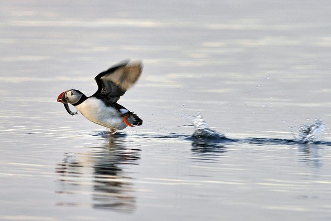 Iceland Super Saver: Puffin Cruise plus Whale-Watching Tour from Reykjavik - What to Expect from the Tour