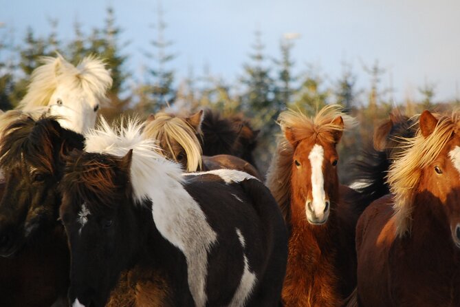 Icelandic Horse Riding and Whale Watching Tour from Reykjavik - A Deep Dive into the Experience
