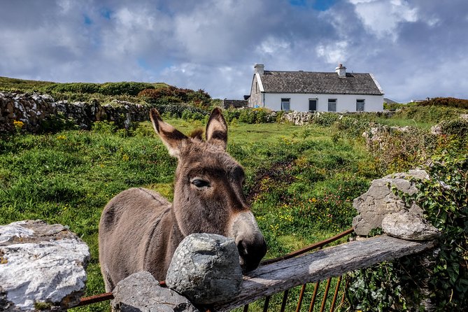 Inis Mór (Aran Islands) Day Trip: Return Ferry from Rossaveel, Galway - What Onboard the Ferry?