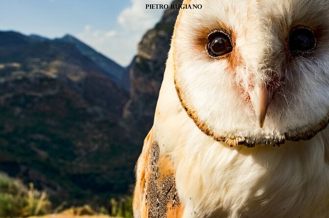 Interactive Educational Course on Birds of Prey - A Closer Look at the Experience