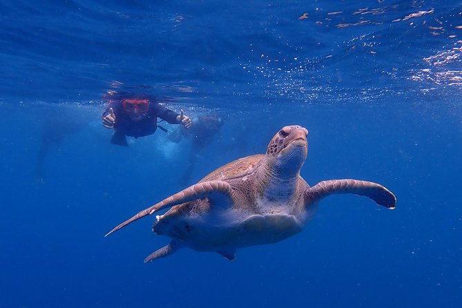 Kayaking with Dolphins and Turtles and Snorkelling in Tenerife - Introduction: Why You’ll Want to Book This Kayaking Tour
