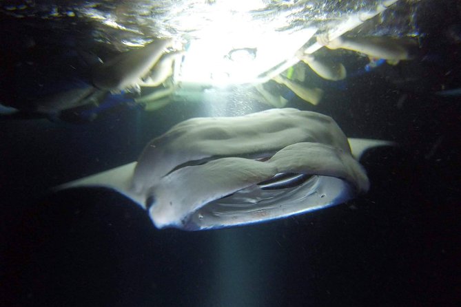Kona Manta Rays Guaranteed Night Snorkel in Keauhou Harbor - The Itinerary and What You Can Expect