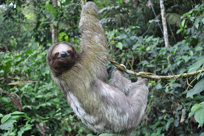 La Fortuna Waterfall, Hanging Bridges, Arenal Volcano Combo Tour - An Overview of the Tour Experience