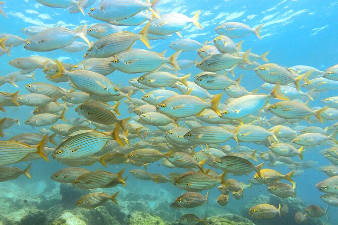 Lanzarote Introductory Scuba Diving Experience - An In-Depth Look at the Lanzarote Scuba Experience
