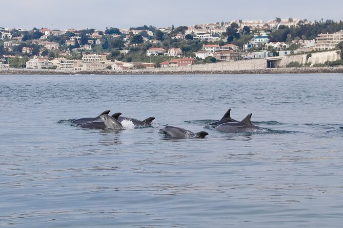 Lisbon Dolphin Watching with a Marine Biologist in a Small Group - Exploring the Lisbon Dolphin Watching Tour in Detail