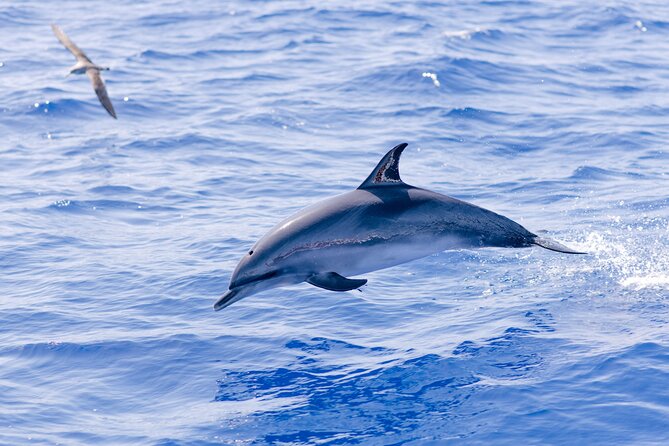 Madeira Dolphin & Whale Watching Tour - The Itinerary in Detail: What You Can Expect