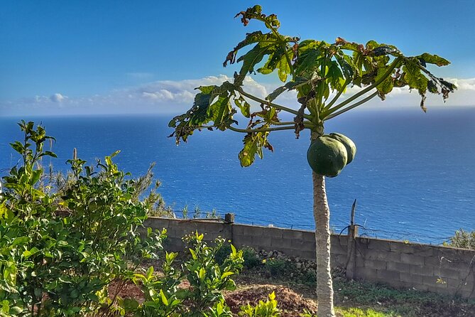 Madeira Genuíne Food Experience at Re-Canto - Overview of the Experience