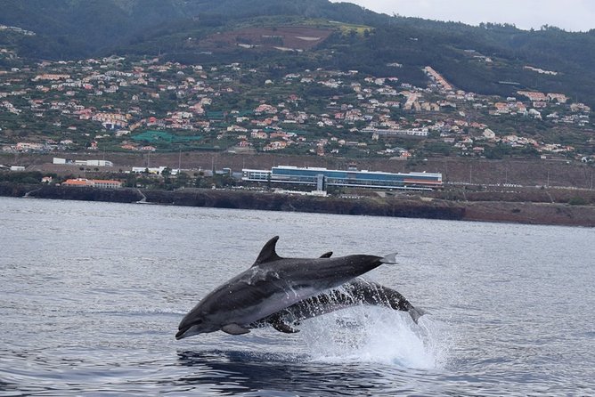 Magic Dolphin Celebrity - Itinerary Breakdown: What to Expect at Each Point