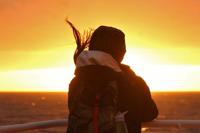 Magical Whales in the Midnight Sun | from Reykjavik - Diving Into the Experience