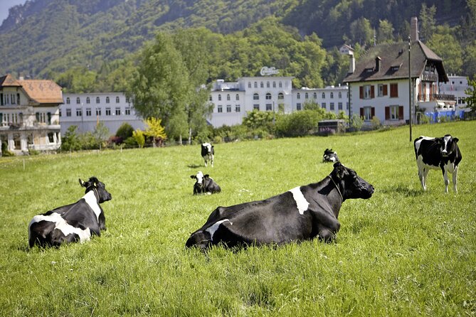 Maison Cailler Visit and Walk A Pioneer in the Meadows - Key Points