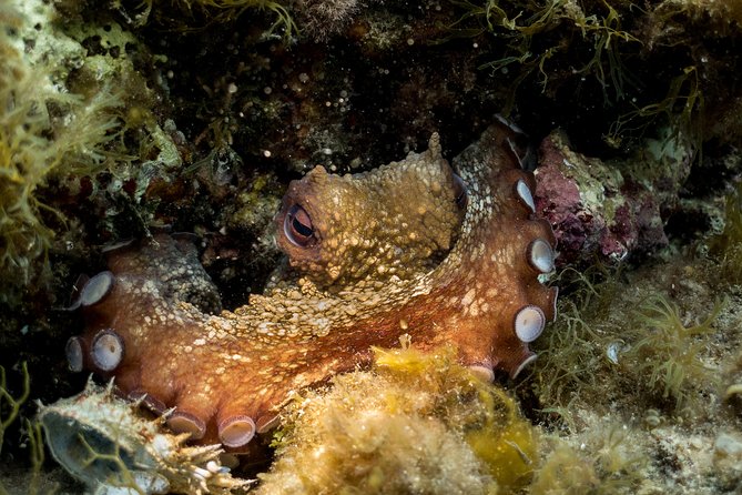 Mallorca: Discover Scuba Diving from the beach - What is the Mallorca Discover Scuba Diving Experience?