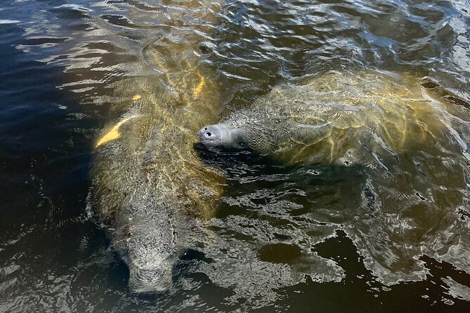 Manatee Sightseeing and Wildlife Boat Tour - What to Expect on the Itinerary