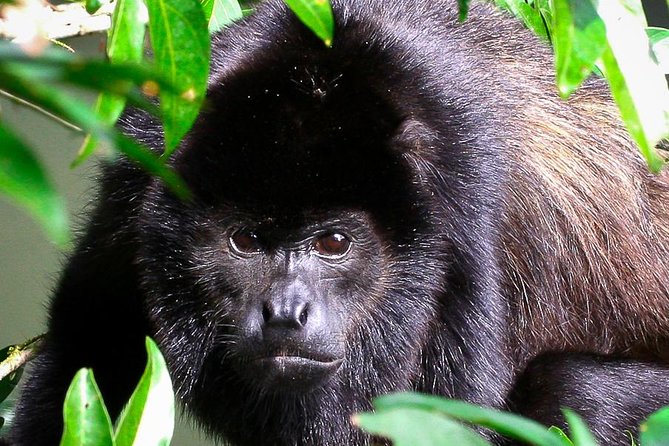Manuel Antonio Park Nature Guided Tour with a Nature Specialist - Introduction: Is This Tour Right for You?